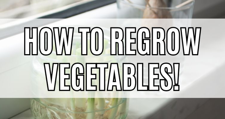 How to Regrow Vegetables from Scraps